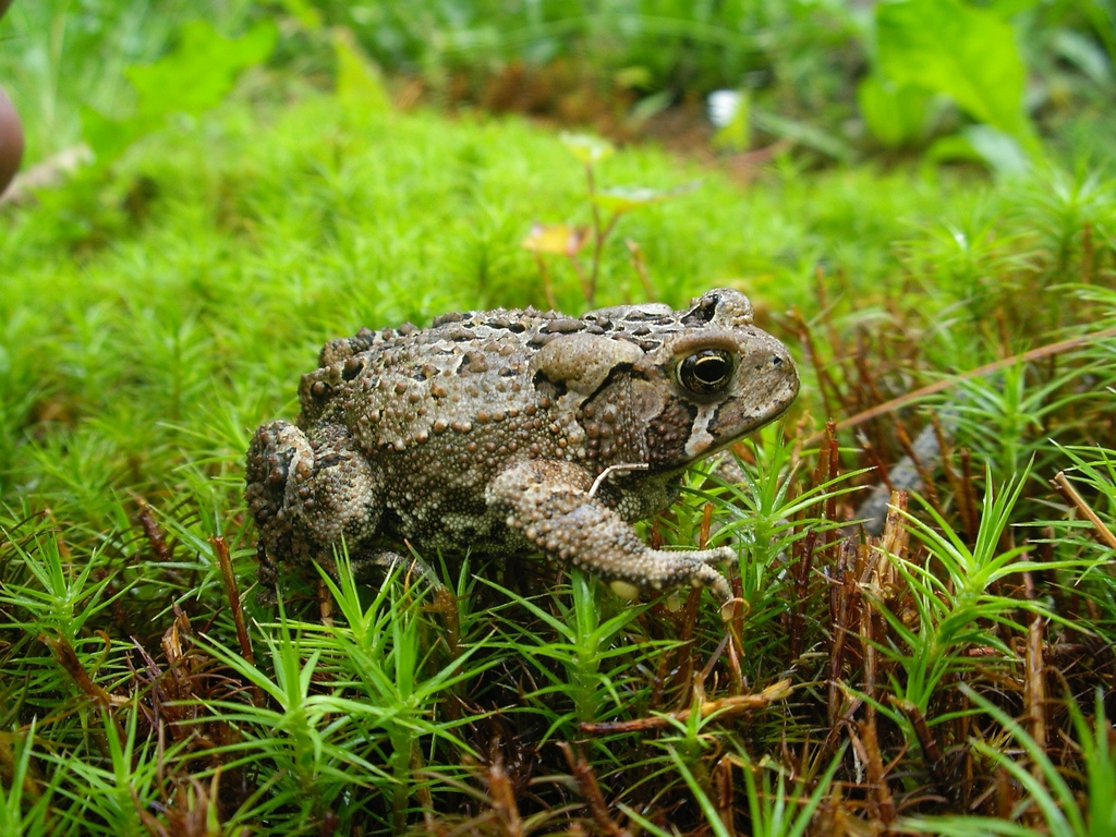American Toad from Abitibi-Témiscamingue, QC, Canada on August 2, 2006 ...