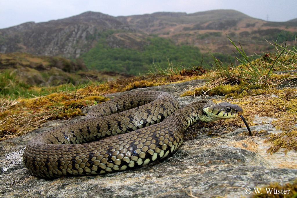 Barred Grass Snake from Gwynedd, UK on April 29, 2014 by Wolfgang ...