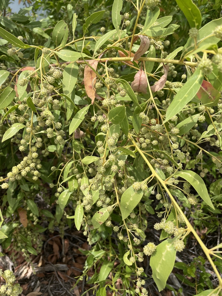 Green Buttonwood from Parque Nacional La Gran Sabana, Mella ...