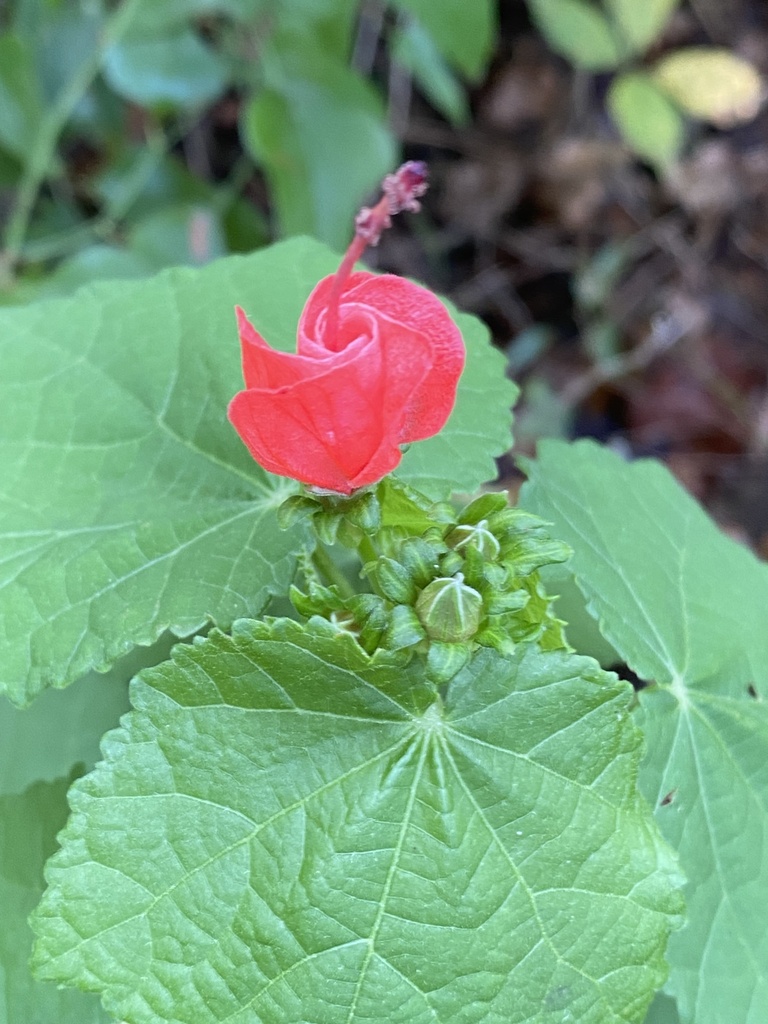 Turk's cap in July 2023 by Dylan Bartlett · iNaturalist