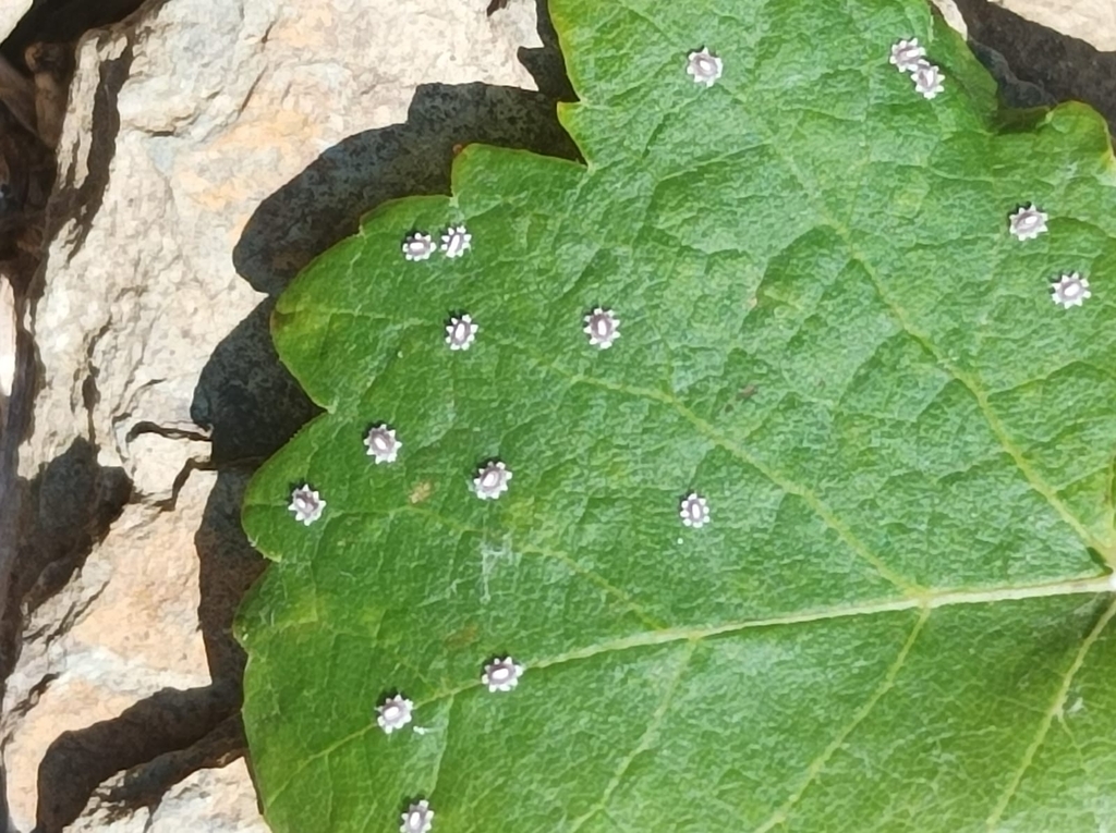 Chinese Wax Scale from Gratallops, 43737, Tarragona, Espanya on July 31 ...