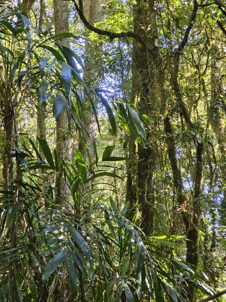 Walking stick palm from O'Reilly QLD 4275, Australia on July 28, 2023 at 01:35 PM by Luis Webber ...