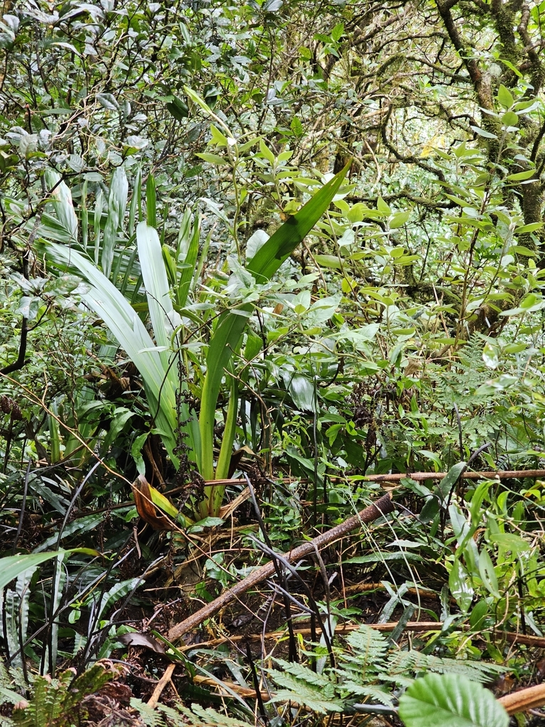 Walking stick palm from Limpinwood NSW 2484, Australia on July 27, 2023 at 11:17 AM by Luis ...