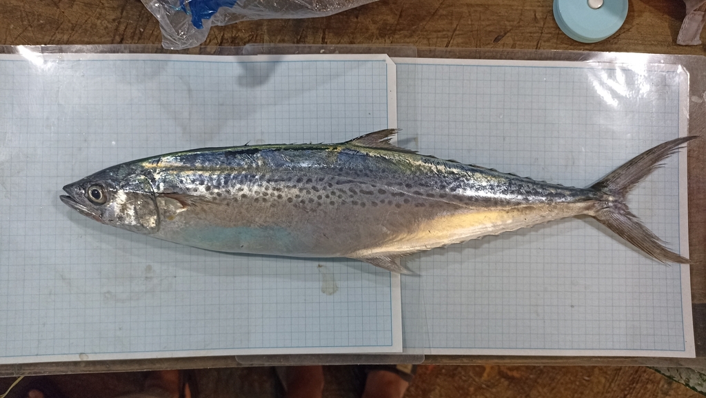 Indo Pacific King Mackerel Mackerel | Nutritional Benefits, Habitat