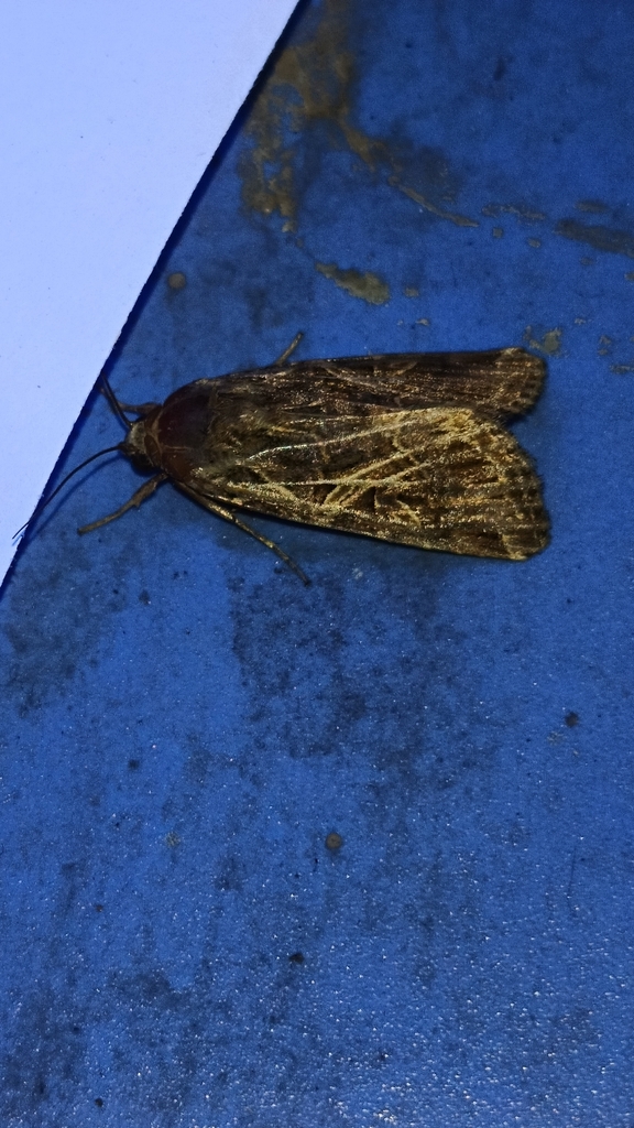 Cutworms and Dart Moths from Sardar Shitole Wada on July 31, 2023 at 10 ...