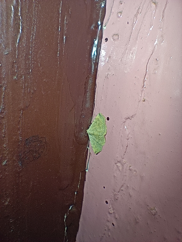 Butterflies and Moths from Sardar Shitole Wada on July 31, 2023 at 09: ...