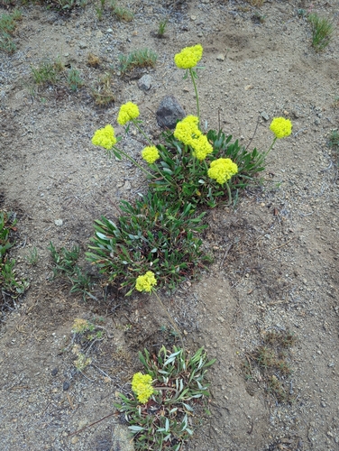 galash's Identifications · iNaturalist