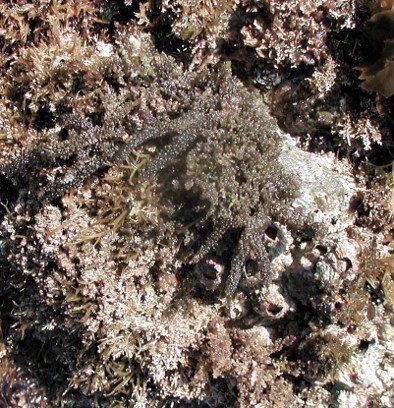 Laurencia snyderae (Multi-Agency Rocky Intertidal Network ) · iNaturalist