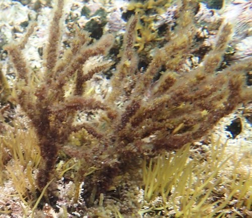 Laurencia snyderae (Multi-Agency Rocky Intertidal Network ) · iNaturalist