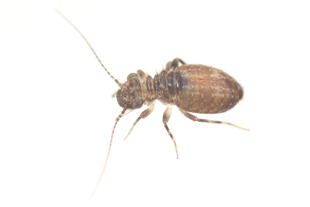 Cerobasis annulata from Los Angeles, CA, USA on July 29, 2023 at 03:14 ...