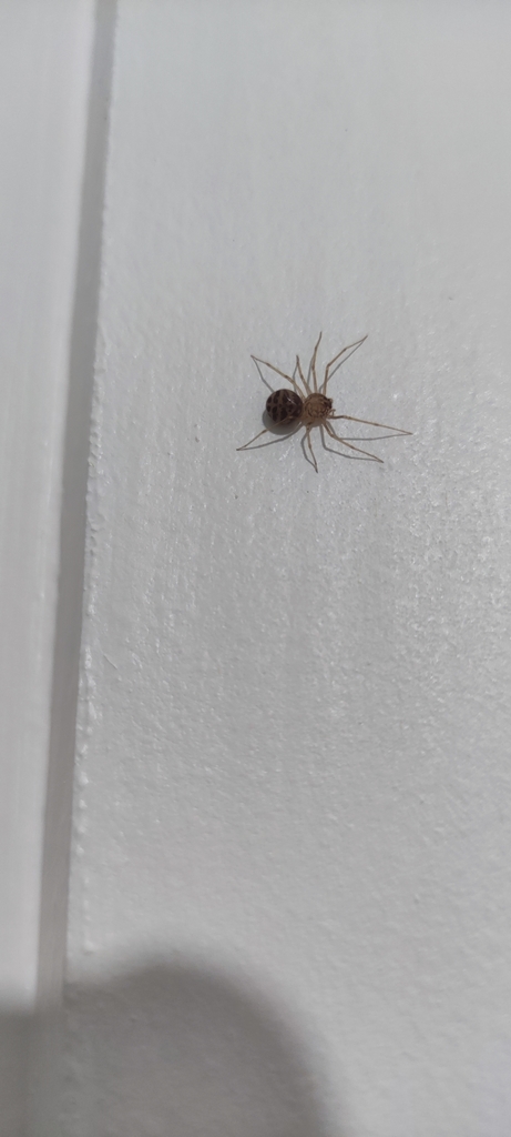 Common Spitting Spider from El Puerto de Santa María, Cádiz, Spain on ...