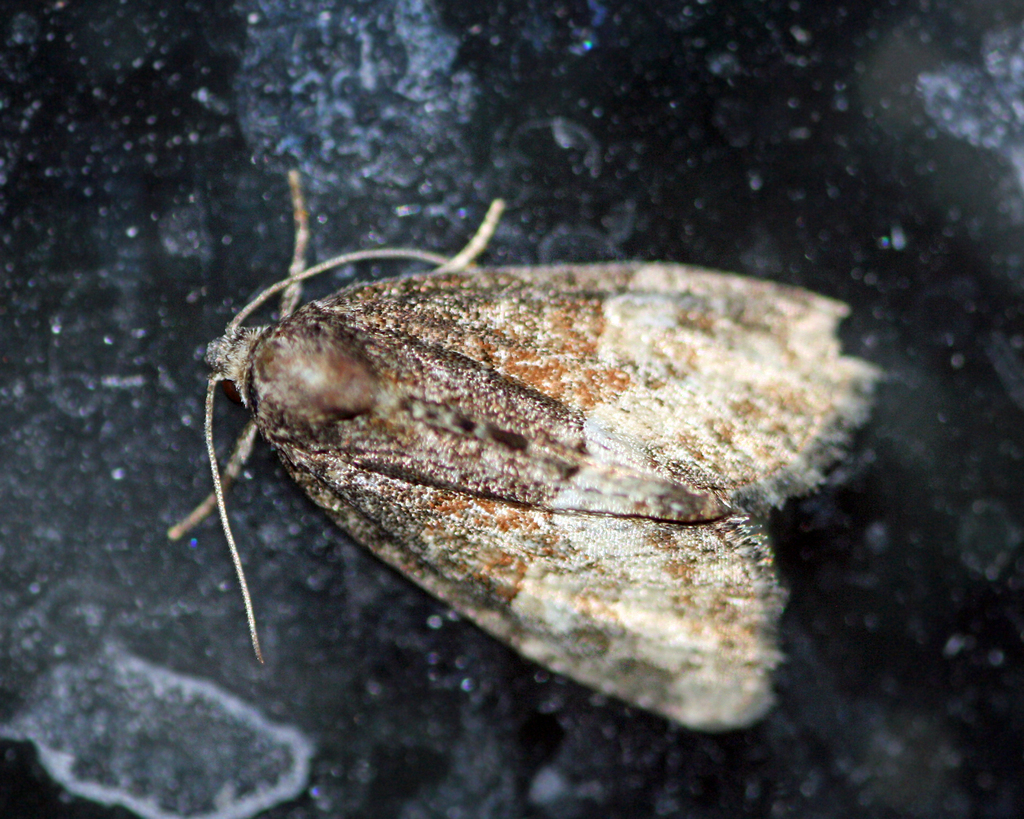 Neoligia in July 2023 by thyger · iNaturalist