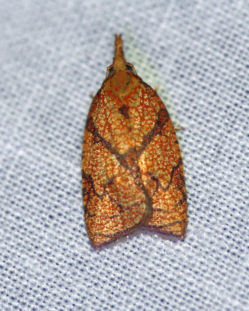 Reticulated Fruitworm Moth in July 2023 by thyger · iNaturalist