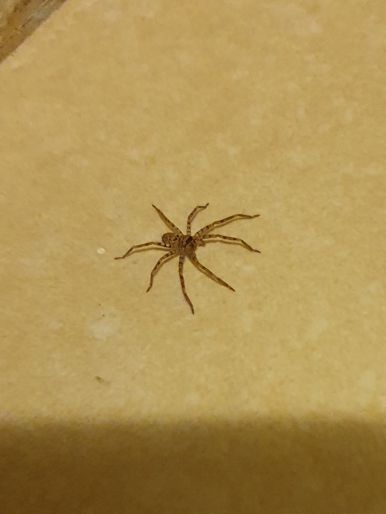 Pantropical Huntsman Spider from 406台灣台中市北屯區平昌里 on July 26, 2023 at 06: ...