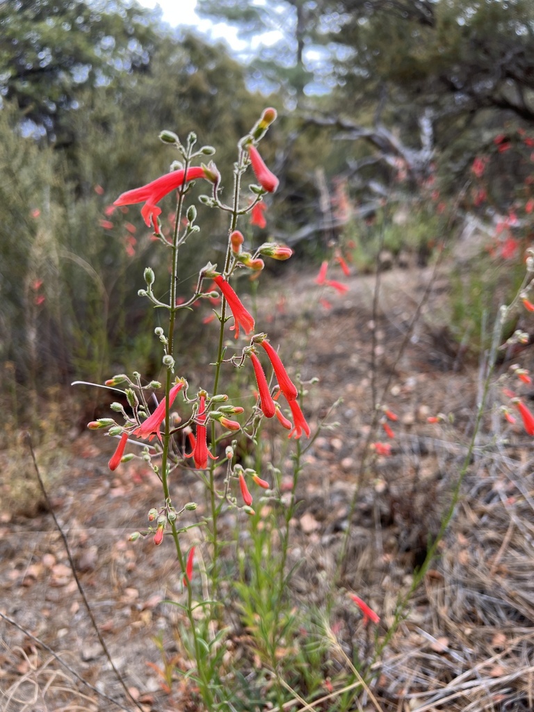 Bridges' penstemon from San Bernardino National Forest, Mountain Center ...