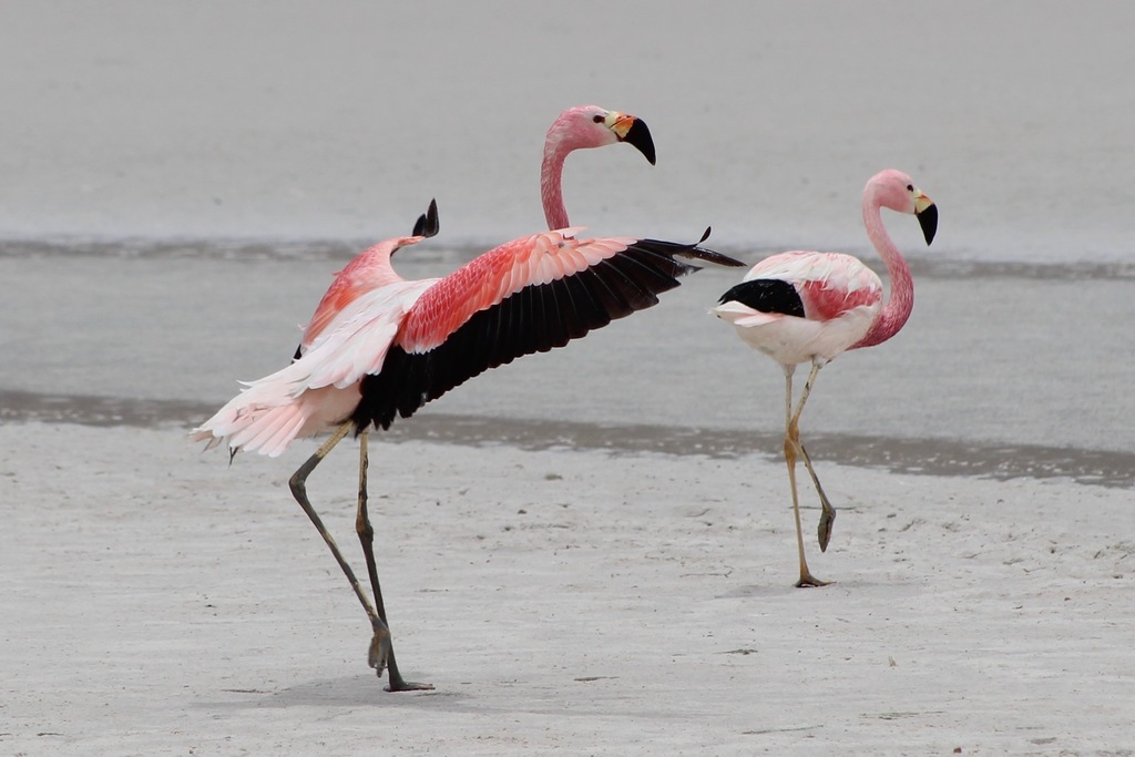 Andean Flamingo (Phoenicoparrus andinus) - Avian Discovery
