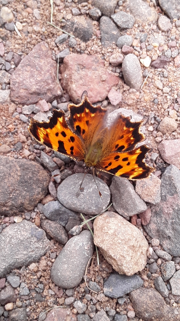 Green Comma in July 2023 by Emlynn Mock · iNaturalist