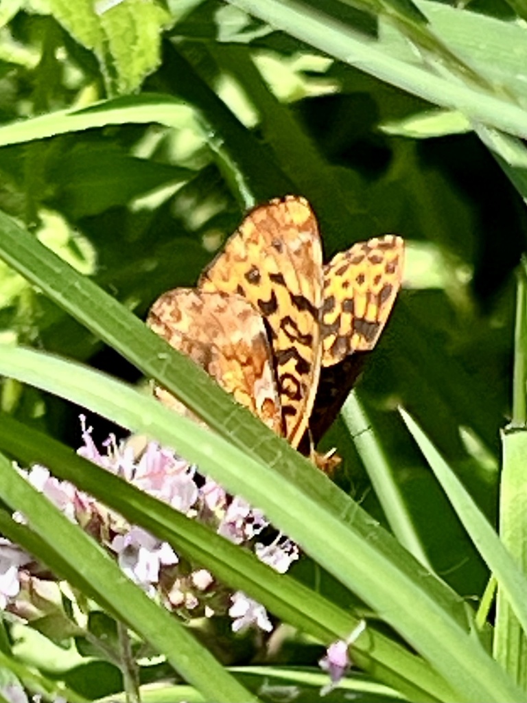 Meadow Fritillary from September Rd, Honey Brook, PA, US on July 31 ...