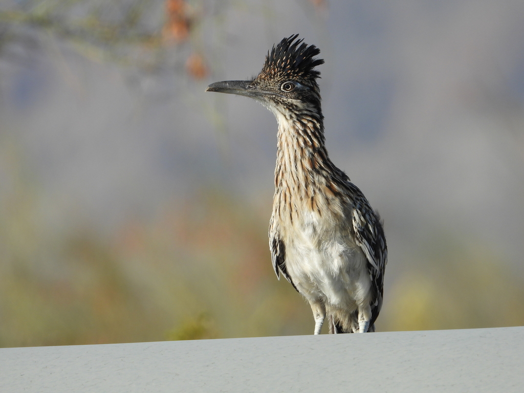 Greater Roadrunner from San Felipe, B.C., México on July 26, 2023 at 09 ...
