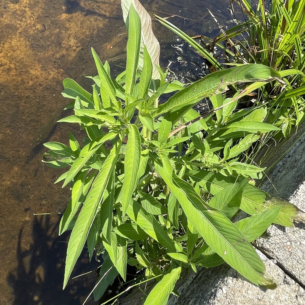 Angle-stem Primrose-willow from Pee Dee State Park Lake, Lake View, SC ...