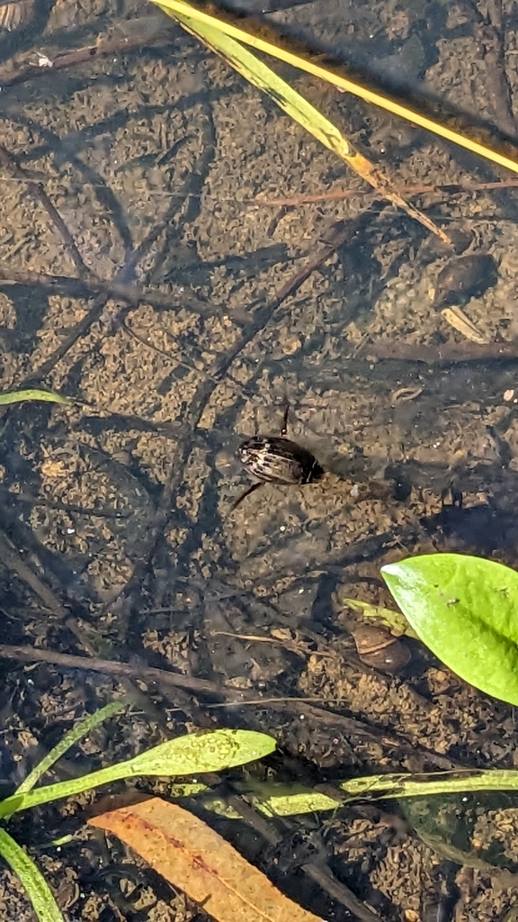 Small Flat Diving Beetles from Mill Bay, BC V0R 2P3, Canada on July 31 ...