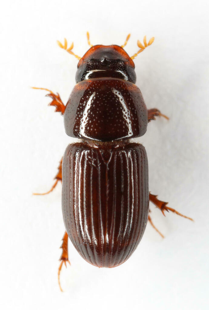 Nialaphodius nigrita in July 2023 by Chris Rorabaugh. BugGuide entry: https://bugguide.net/node ...