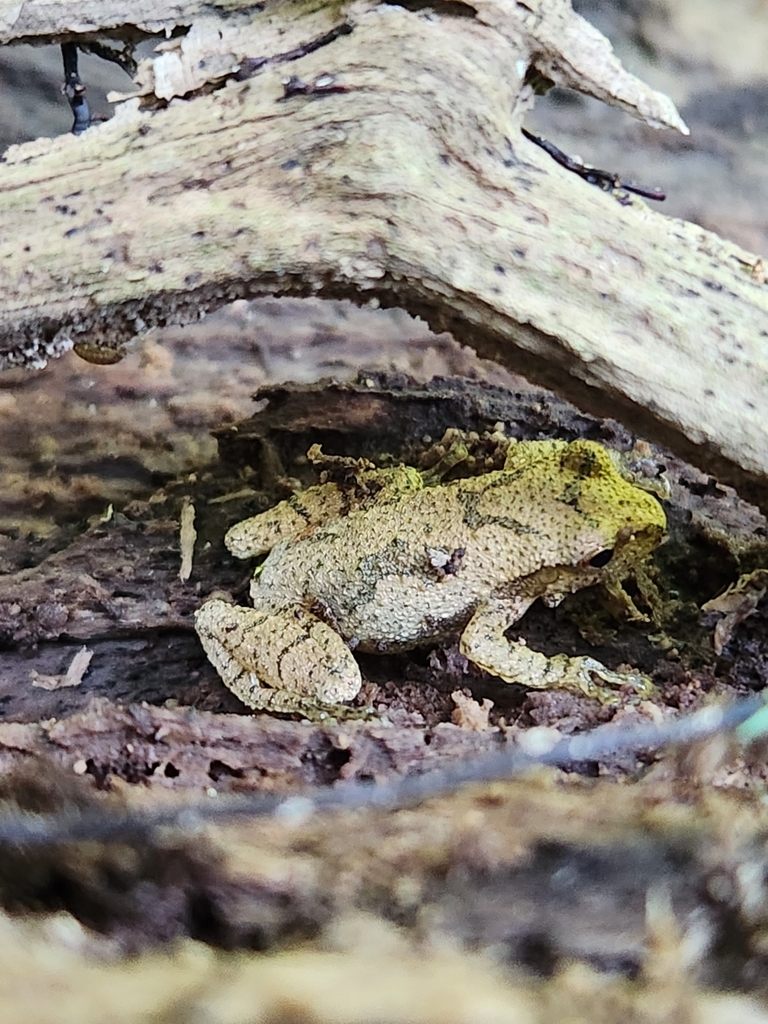 Spring Peeper from Kennett Township, PA, USA on July 31, 2023 at 03:37 ...