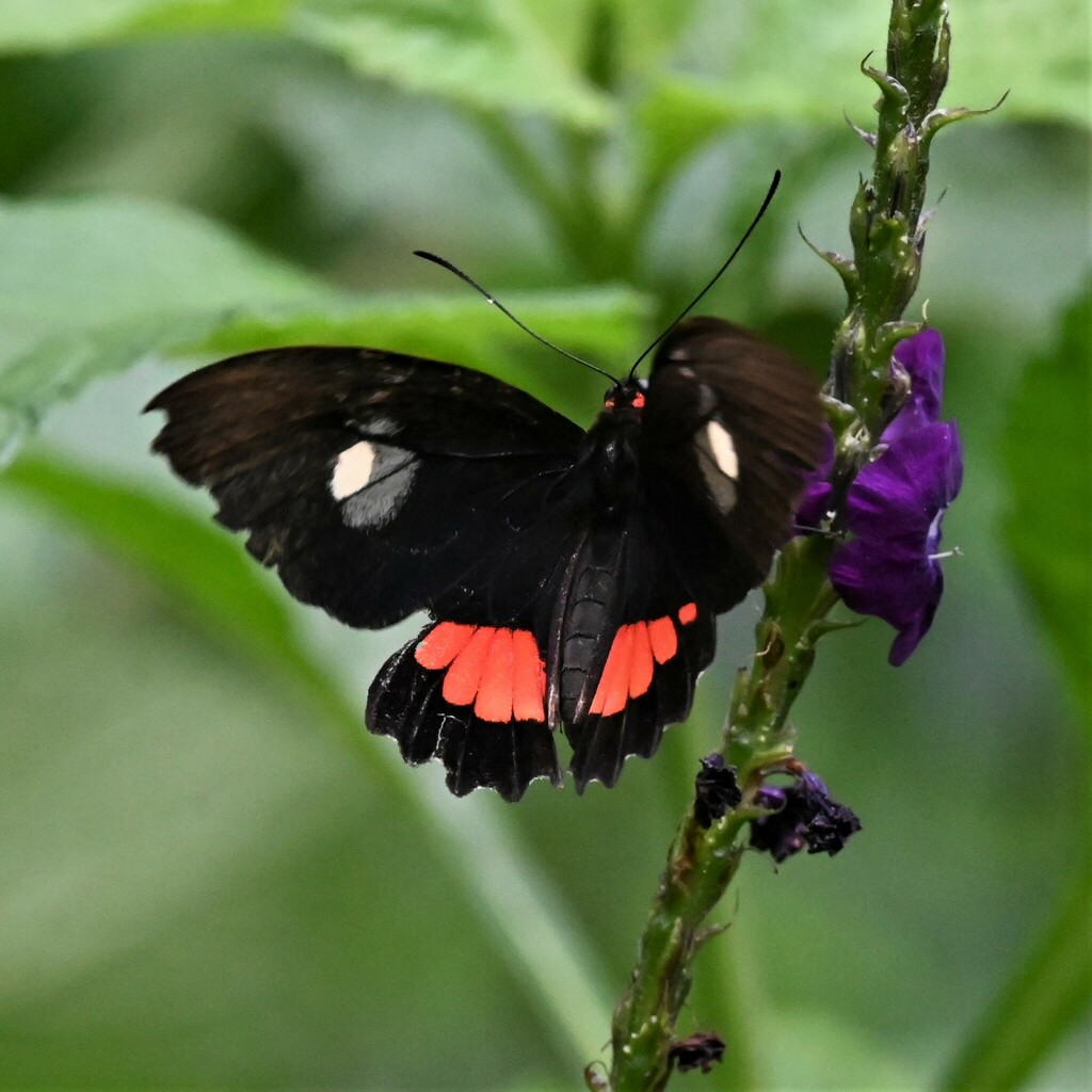 Iphidamas Cattleheart from Buena Vista Del Rincon, Provincia de ...