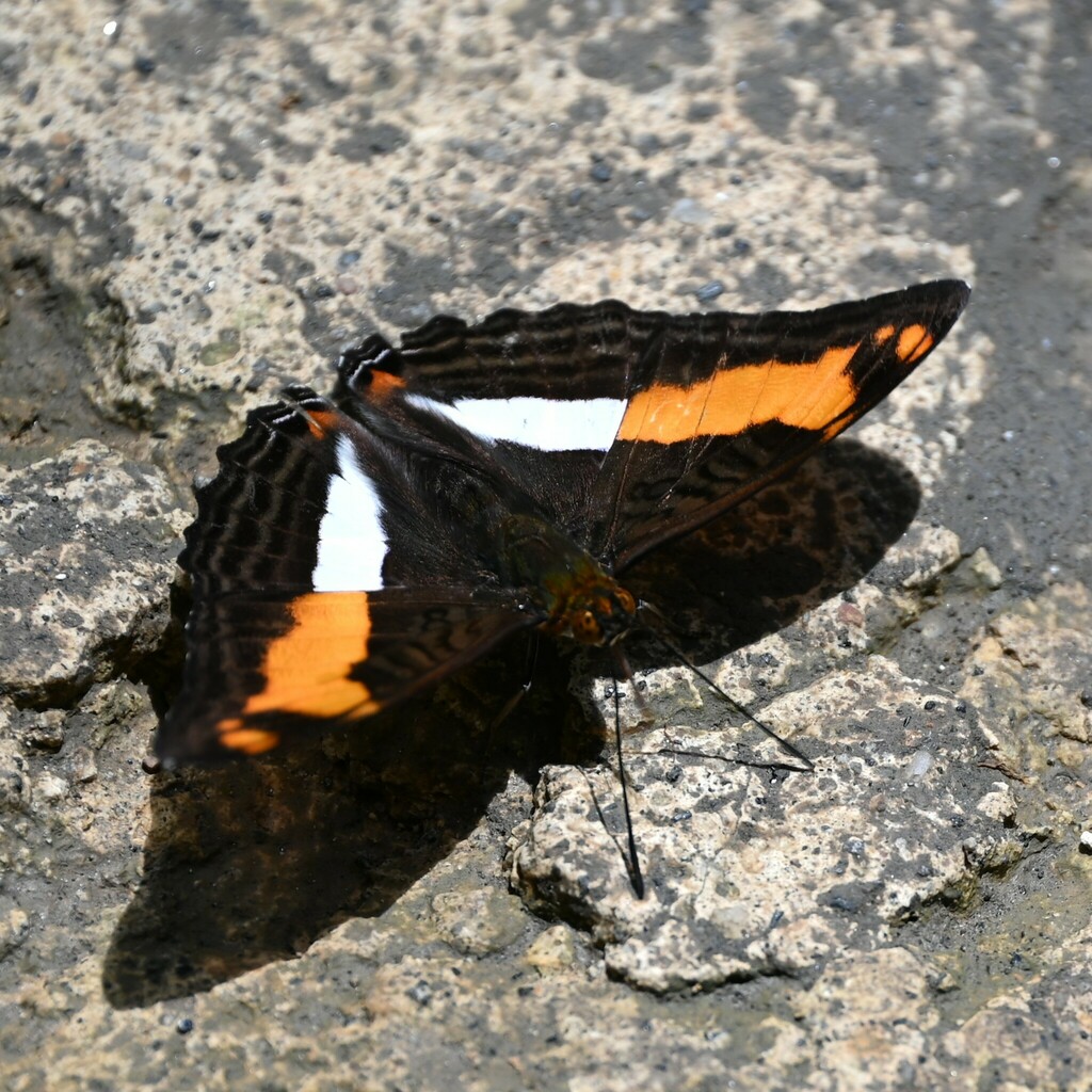 Adelpha phylaca pseudaethalia from Buena Vista Del Rincon, Provincia de ...