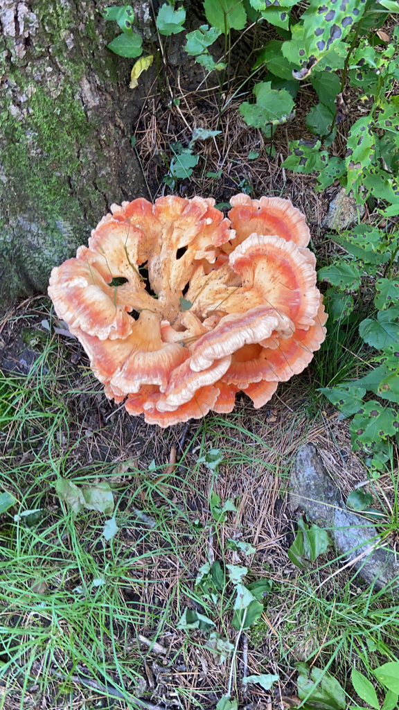 White-pored Chicken of the Woods from Beverly on July 31, 2023 at 06:13 ...