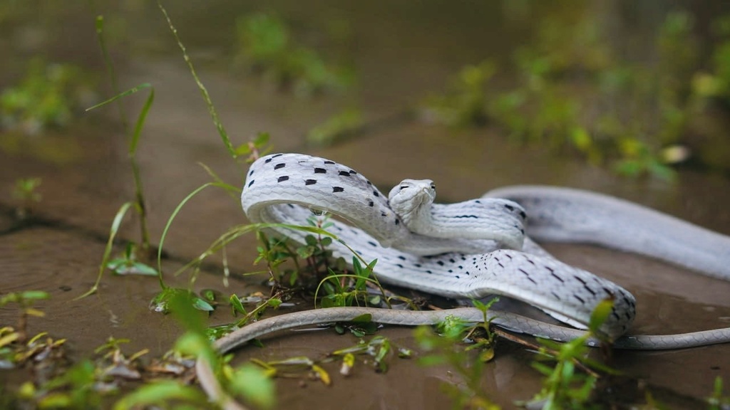 Oriental Whipsnake from Kampong Seila, Kampong Seila, Preah Sihanouk ...