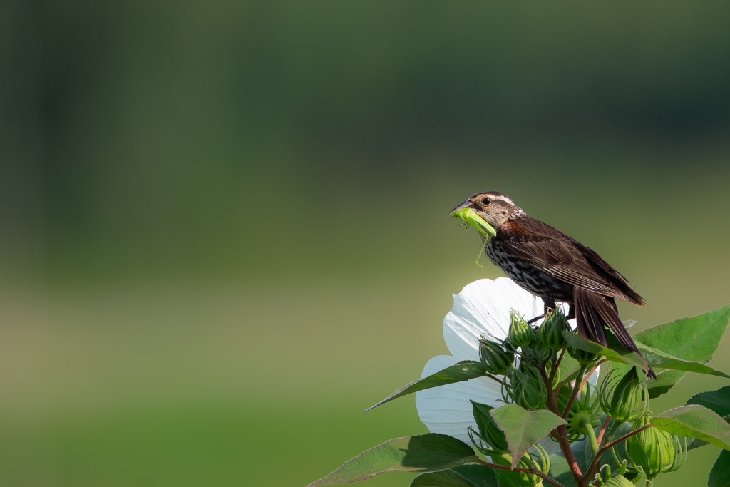 Red-winged Blackbird from Memphis, TN, USA on July 30, 2023 at 08:55 AM ...