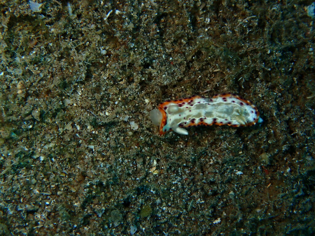 Goniobranchus decorus in July 2023 by Jill Mankoff · iNaturalist