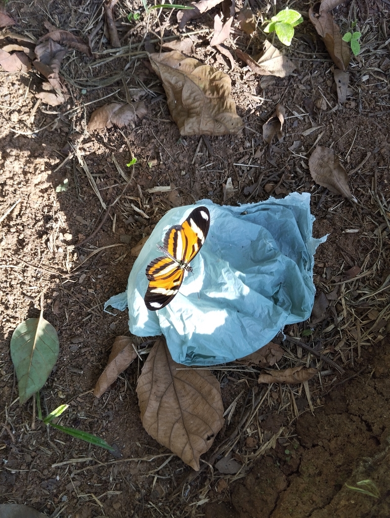 Ethilia Longwing from Mariana, MG, 35420-000, Brasil on July 31, 2023 at 02:33 PM by Luiz ...