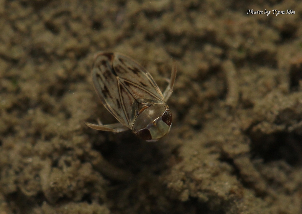 Micronecta orientalis from 981台灣花蓮縣大禹里 on April 3, 2022 by Tyus Ma ...