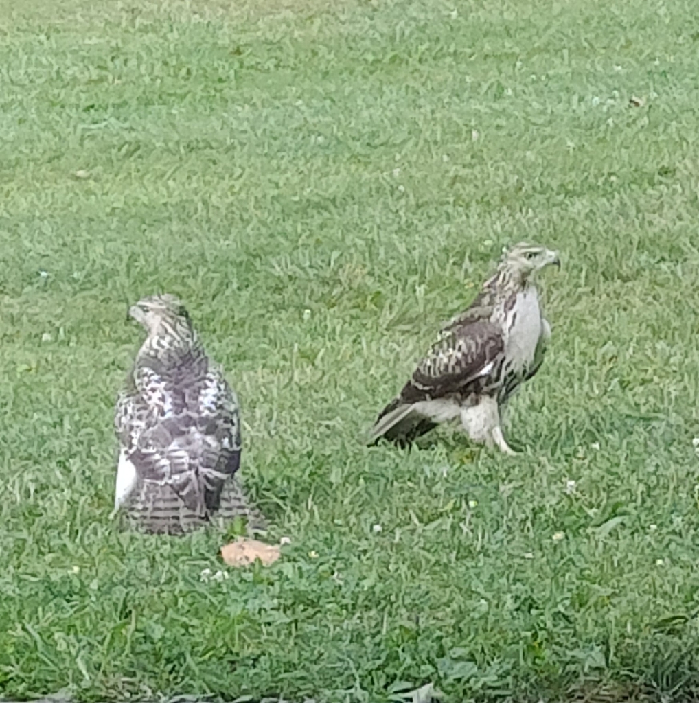 Red-tailed Hawk from Salem, OH 44460, USA on July 31, 2023 at 07:27 PM ...