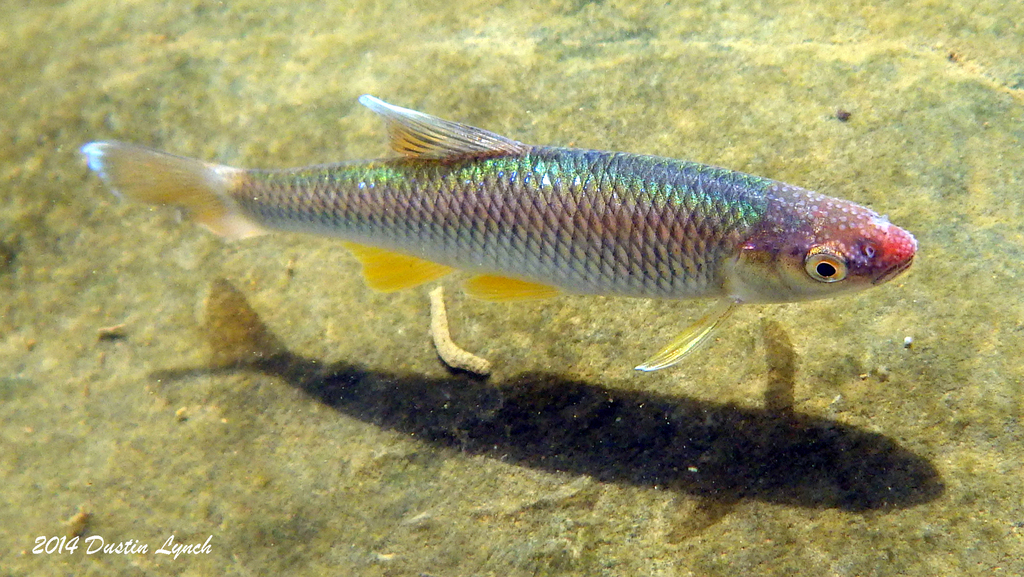 Steelcolor Shiner from Riverside Park - West Fork White River in West ...
