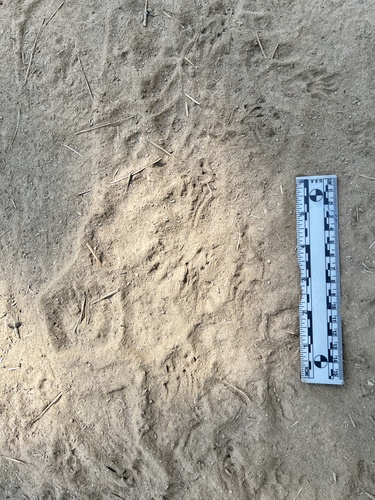 iNaturalist Tracking Database – NatureTracking