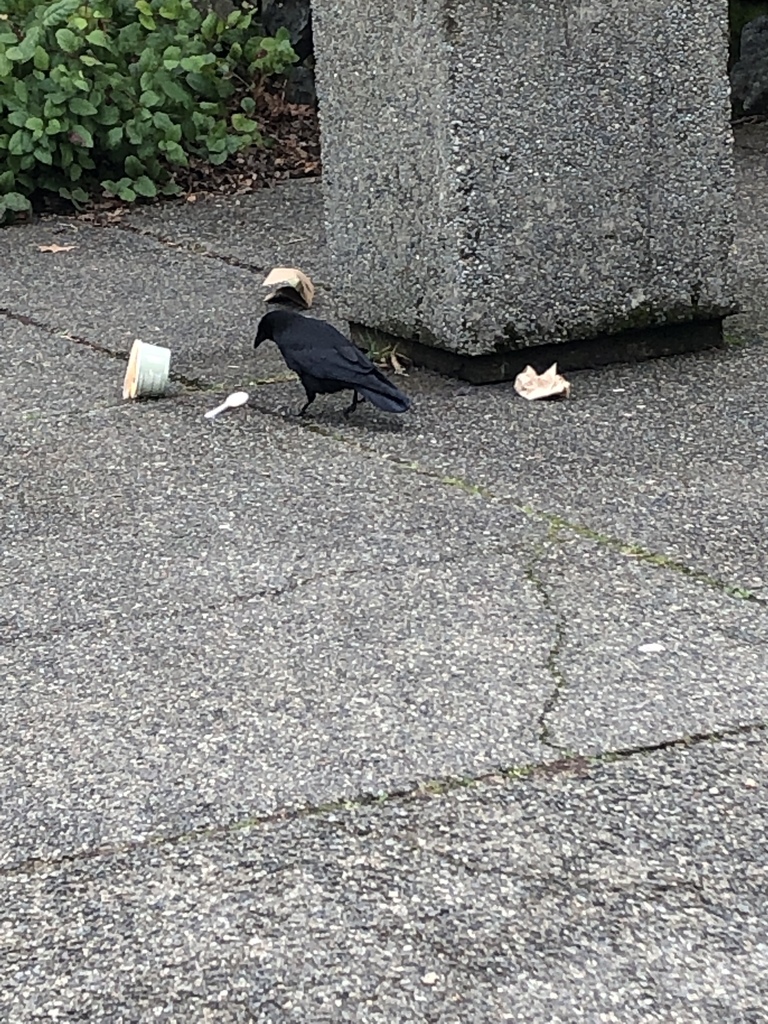 Northwestern Crow from University of Victoria, Victoria, BC, CA on ...