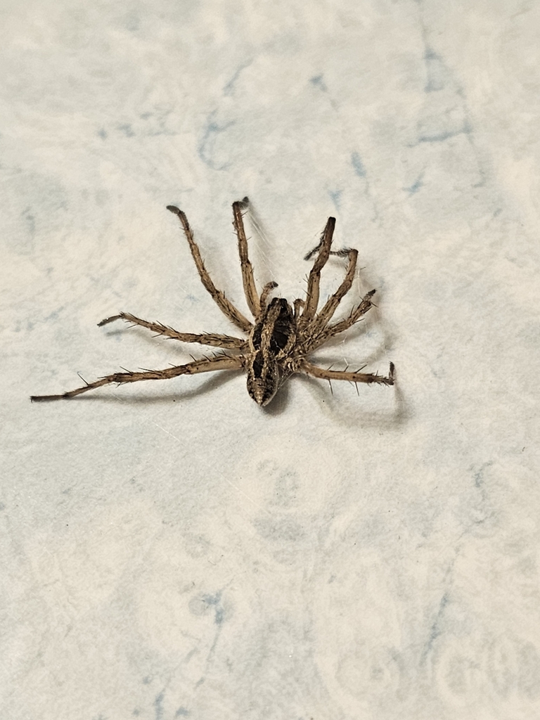 lance wolf spider from Venedocia, OH 45894, USA on July 10, 2023 at 06: ...