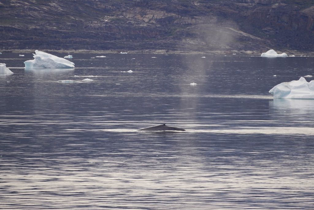Blue Whale in July 2023 by Ylva Grams · iNaturalist