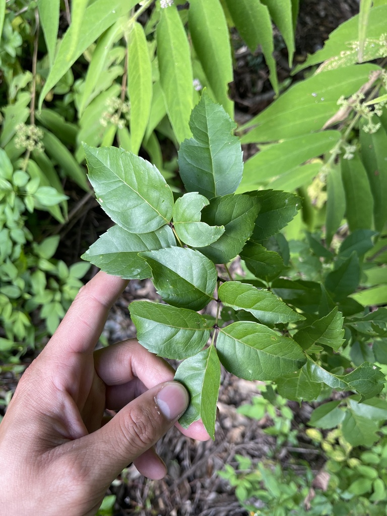 Chinese flowering ash from 臺灣島, 和平區, TXG, TW on July 31, 2023 at 04:44 ...