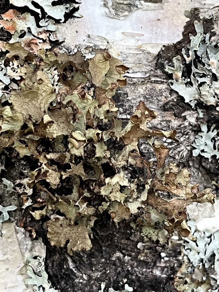 Crumpled Rag Lichen from Cape Breton Island, Cape Breton, NS, CA on ...