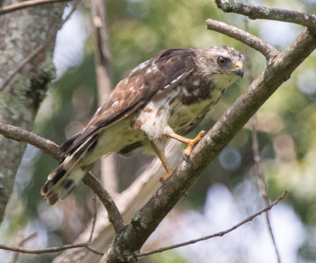 Broad-winged Hawk from Madison County, VA, USA on July 30, 2023 at 10: ...