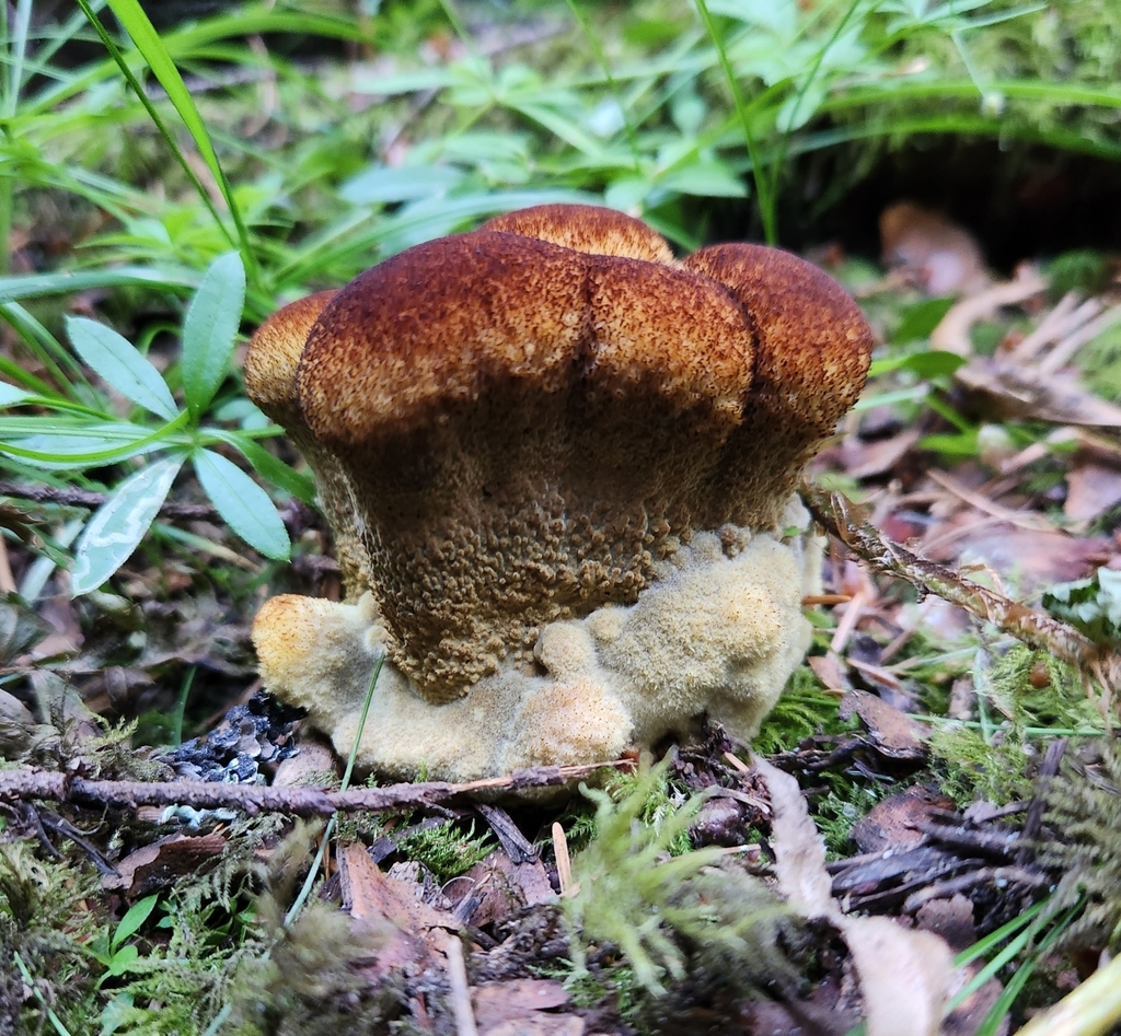 Dyer's Polypore from Clinton, WA 98236, USA on July 31, 2023 at 05:09 ...