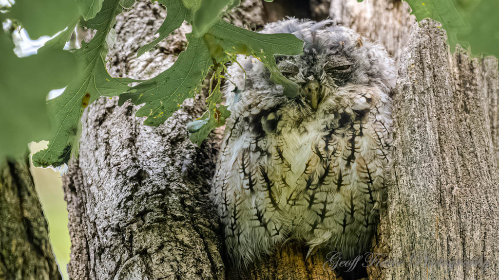 Eastern Screech-Owl from Pulberry, Winnipeg, MB, Canada on July 31 ...