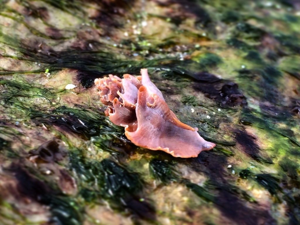 Typhinellus labiatus from Deti Adriatik, Vlorë, Vlora, AL on January 24 ...
