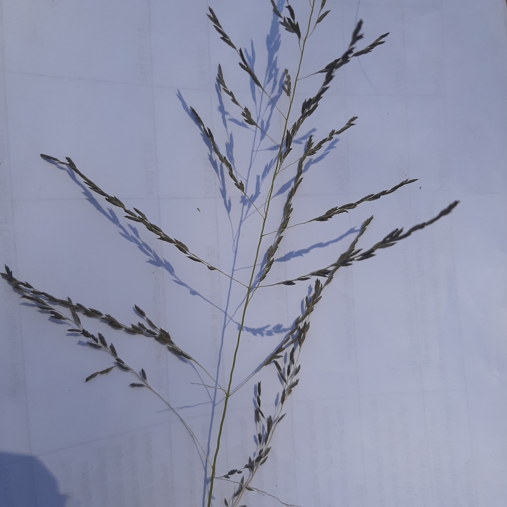 grasses from Cliftleigh NSW 2321, Australia on August 1, 2023 at 02:15 ...