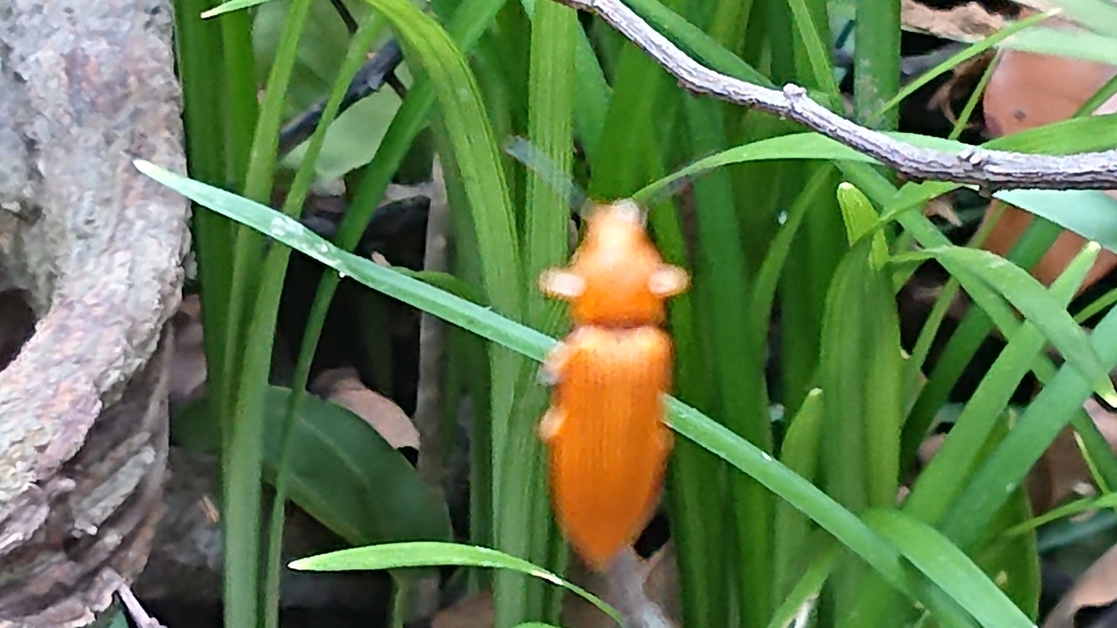 Hemiops flava from Kaohsiung, TW-KH, TW on August 1, 2023 at 11:34 AM ...