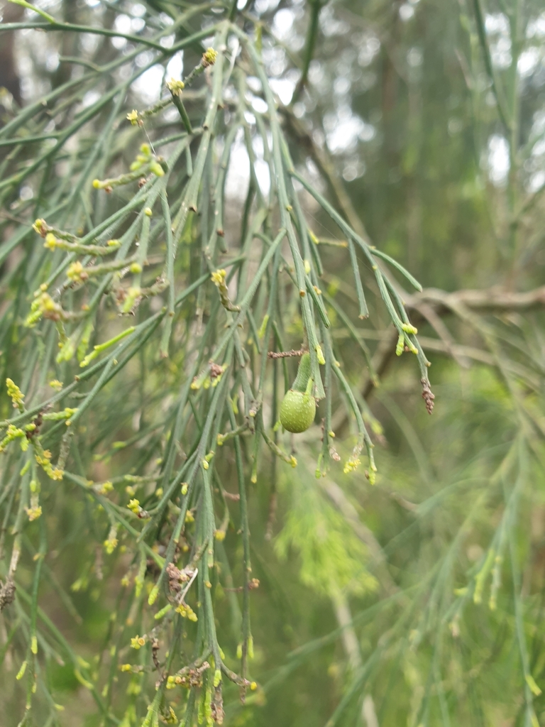 Cherry Ballart from Bundoora VIC 3083, Australia on August 1, 2023 at ...
